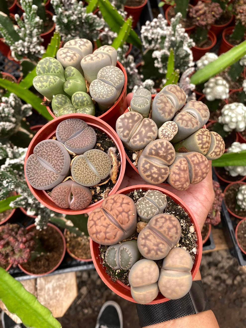 Lithops Cluster ( 1 maceta) – TiaJuanas Plants México