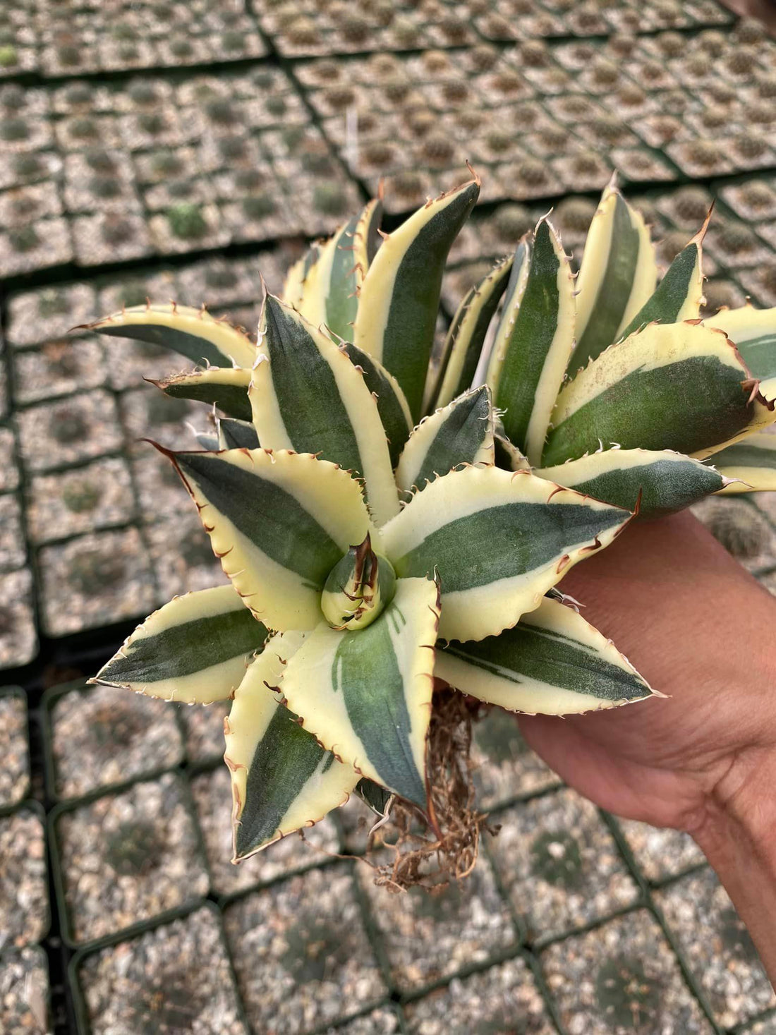 Agave titanota ‘snaggle tooth’ – TiaJuanas Plants México