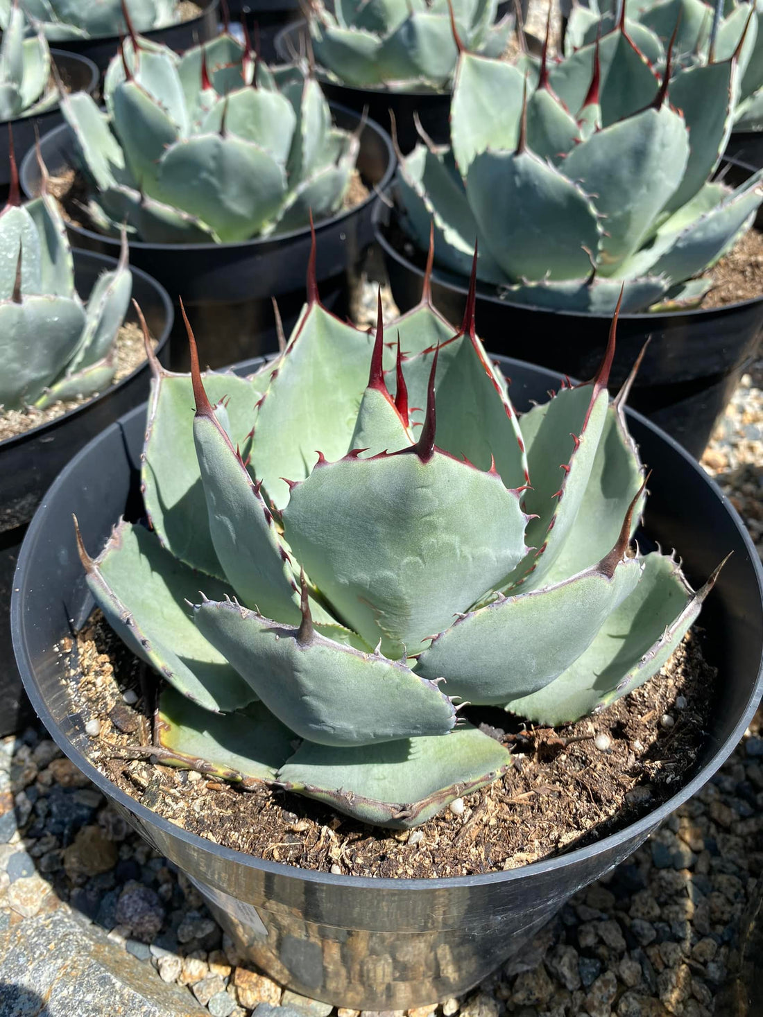 Agave parryi truncata – TiaJuanas Plants México