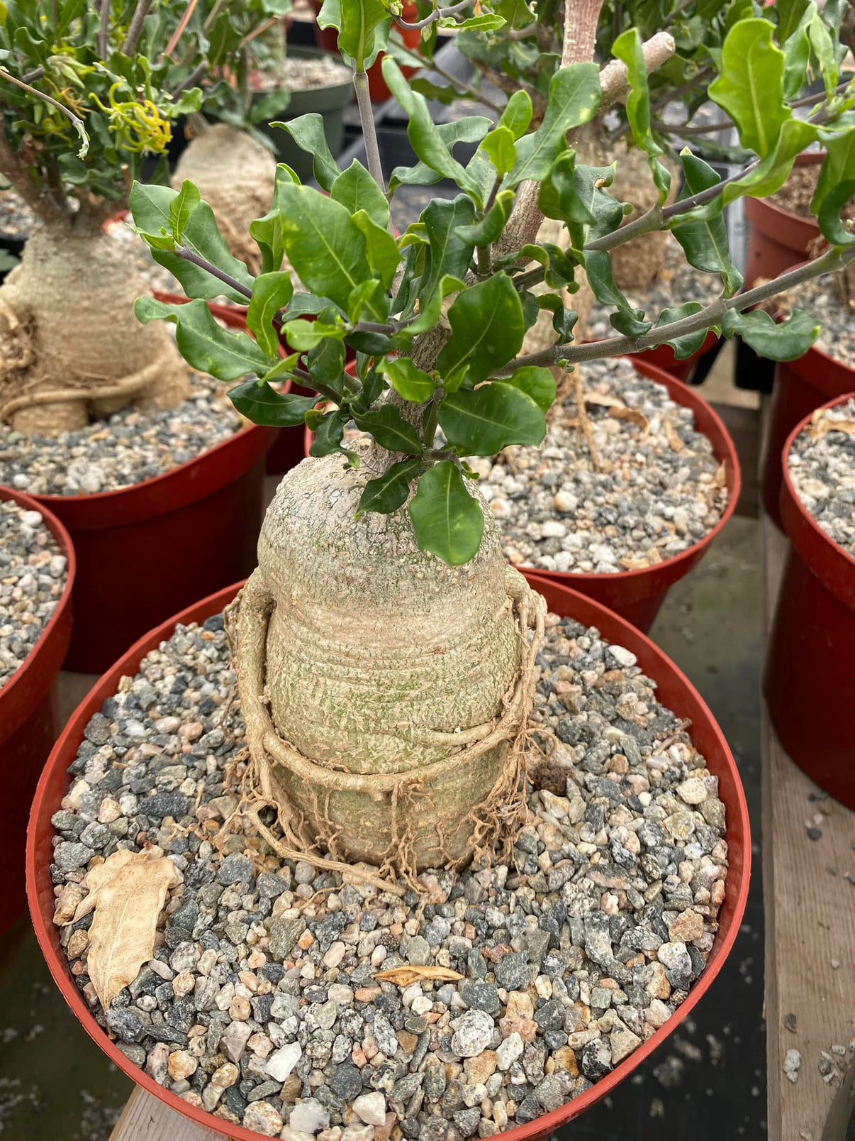 Fockea edulis – TiaJuanas Plants México