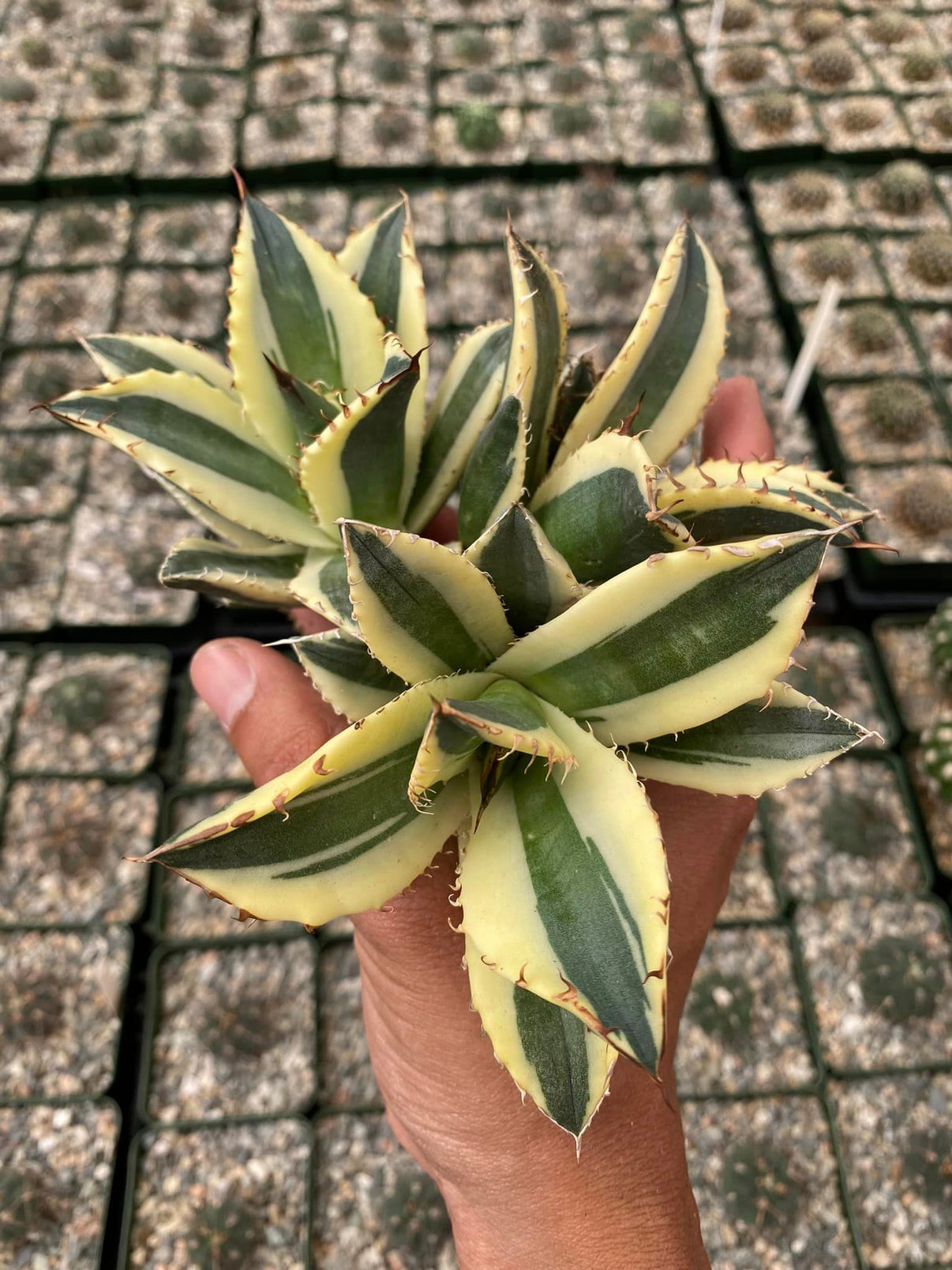 Agave titanota ‘snaggle tooth’ – TiaJuanas Plants México