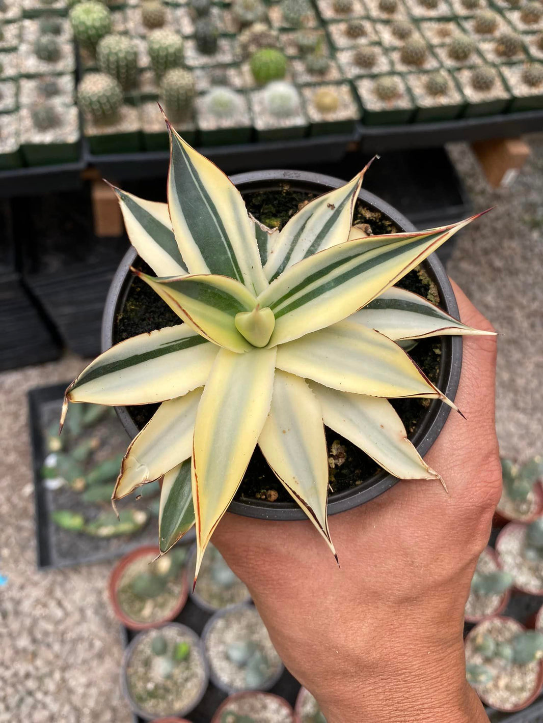 Agaves – Page 3 – TiaJuanas Plants México