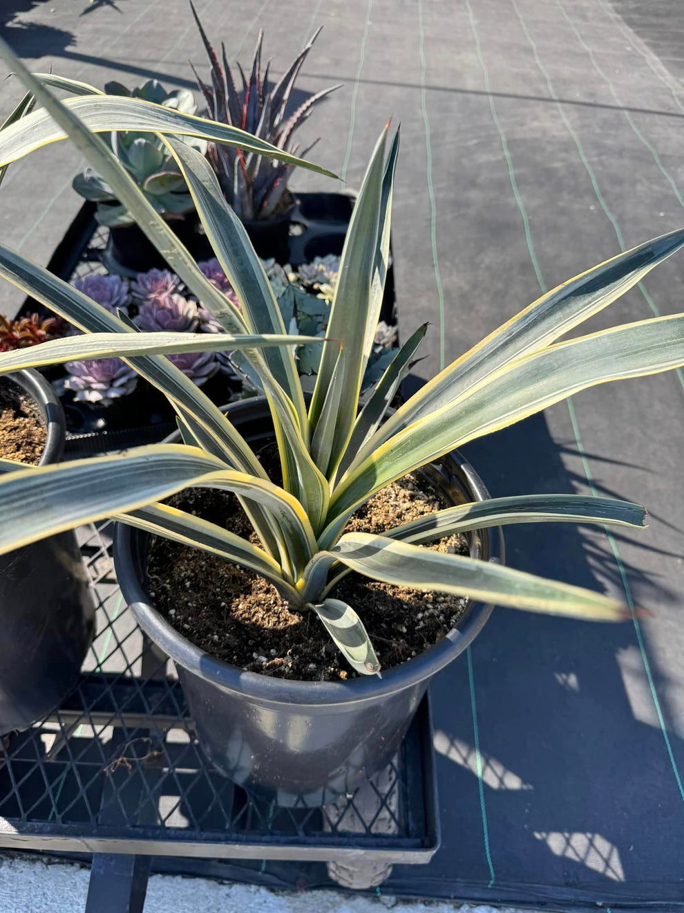 Agave tequilana variegado – TiaJuanas Plants México