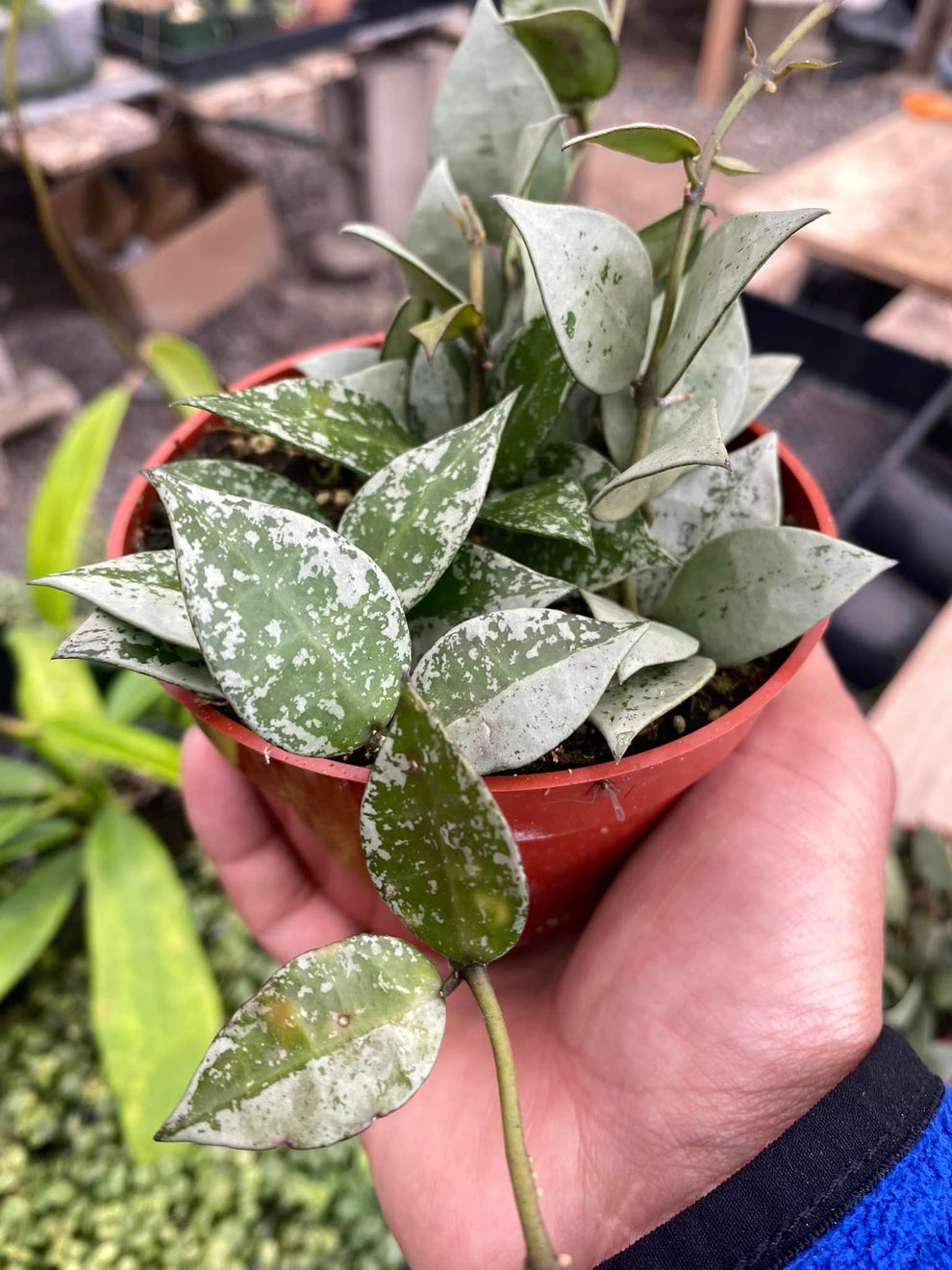 Hoya Krohniana Silver – TiaJuanas Plants México