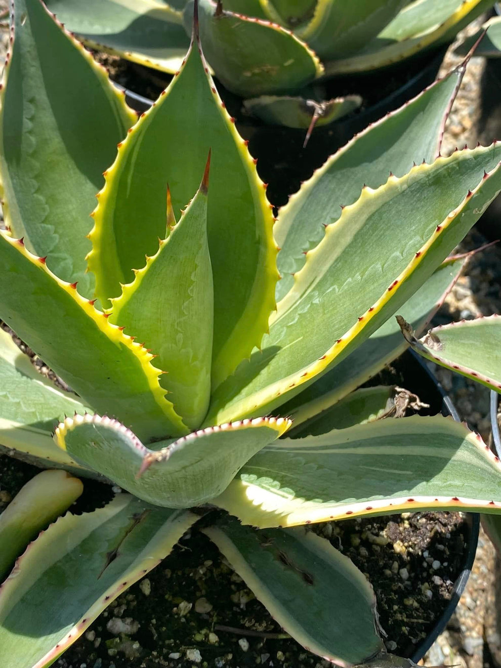 Agave Celsii Multicolor – TiaJuanas Plants México
