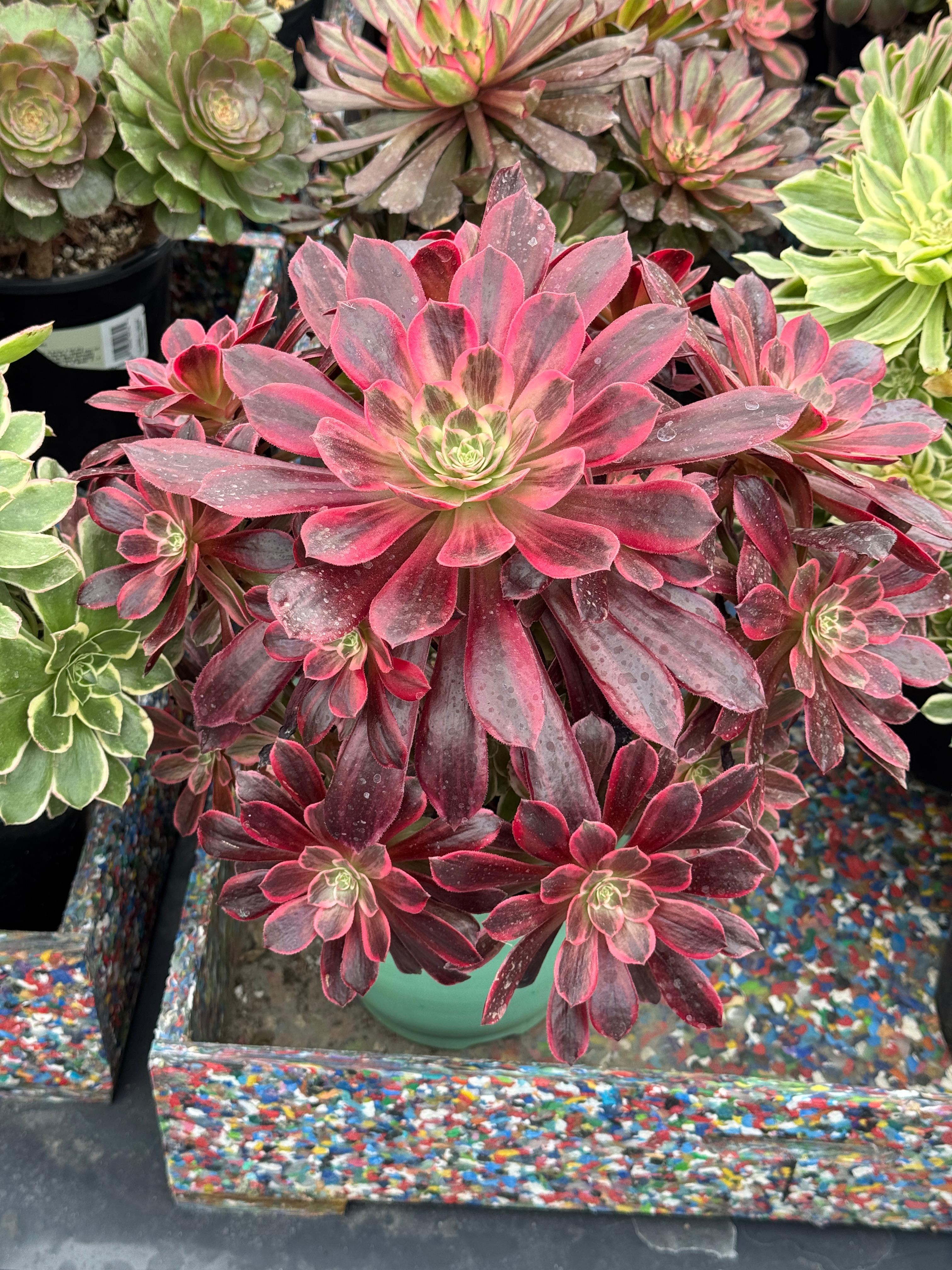 Aeonium zhu rong [1 cabeza] – TiaJuanas Plants México