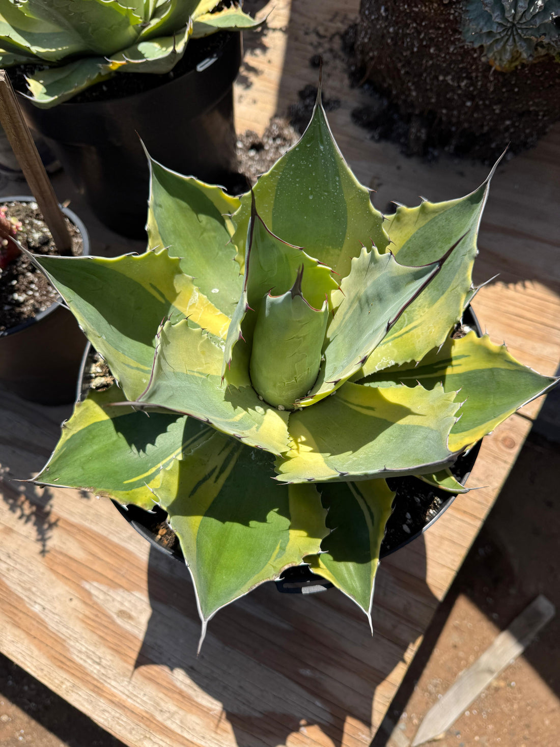 Agave ovatifolia ‘orca’ 10” – TiaJuanas Plants México