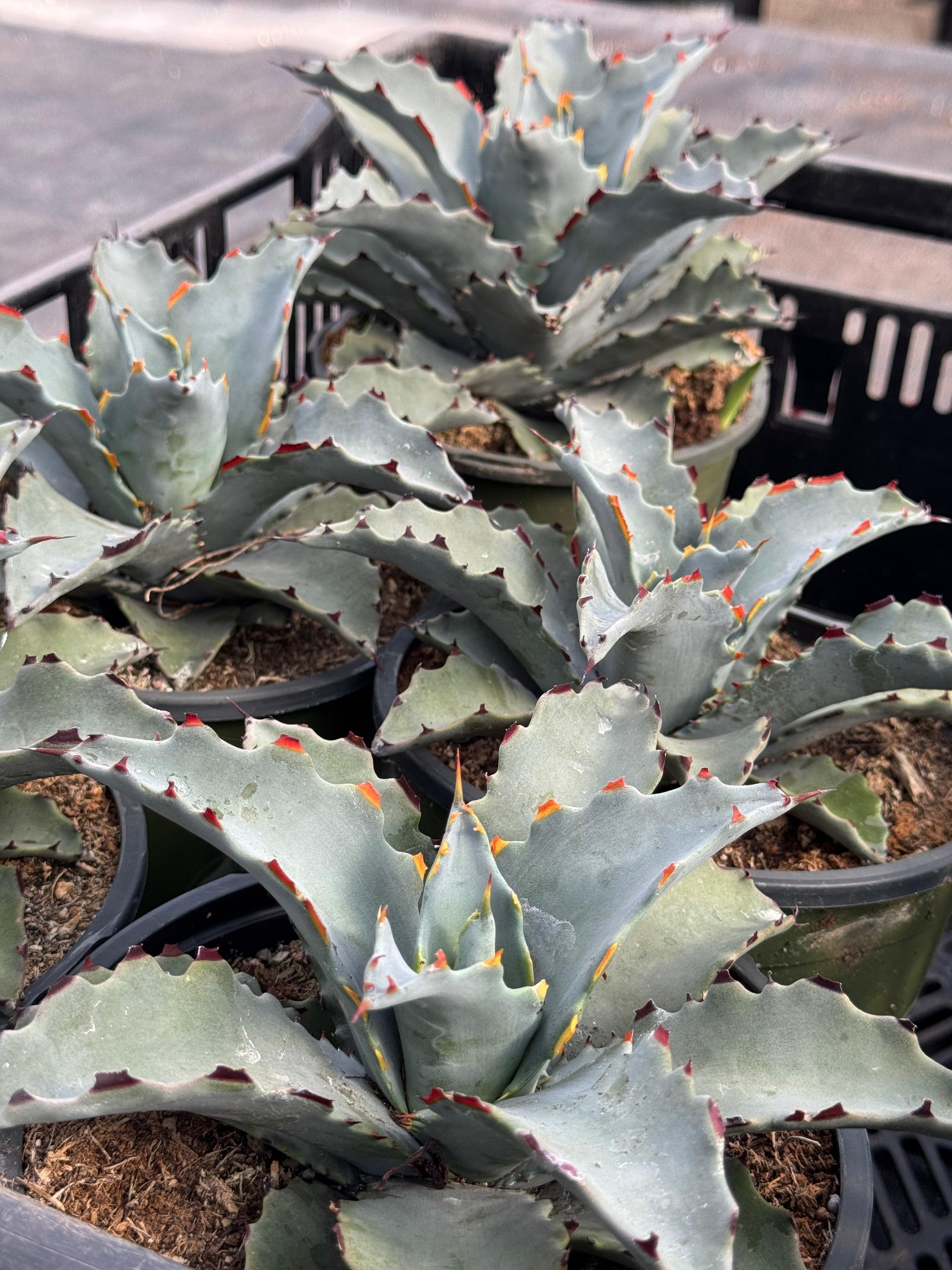 Agave sierra azul – TiaJuanas Plants México