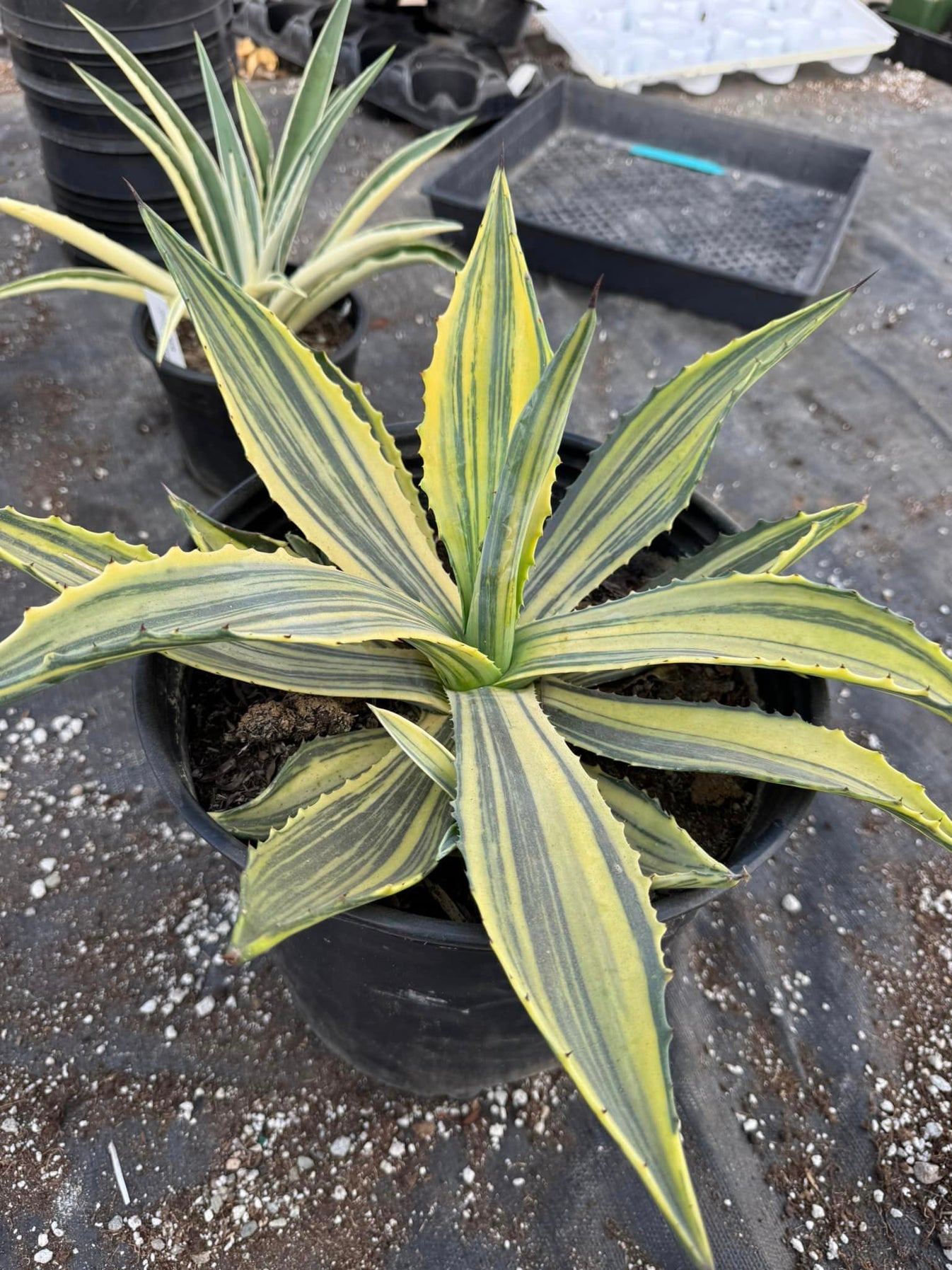Agave americana striata variegado jumbo – TiaJuanas Plants México