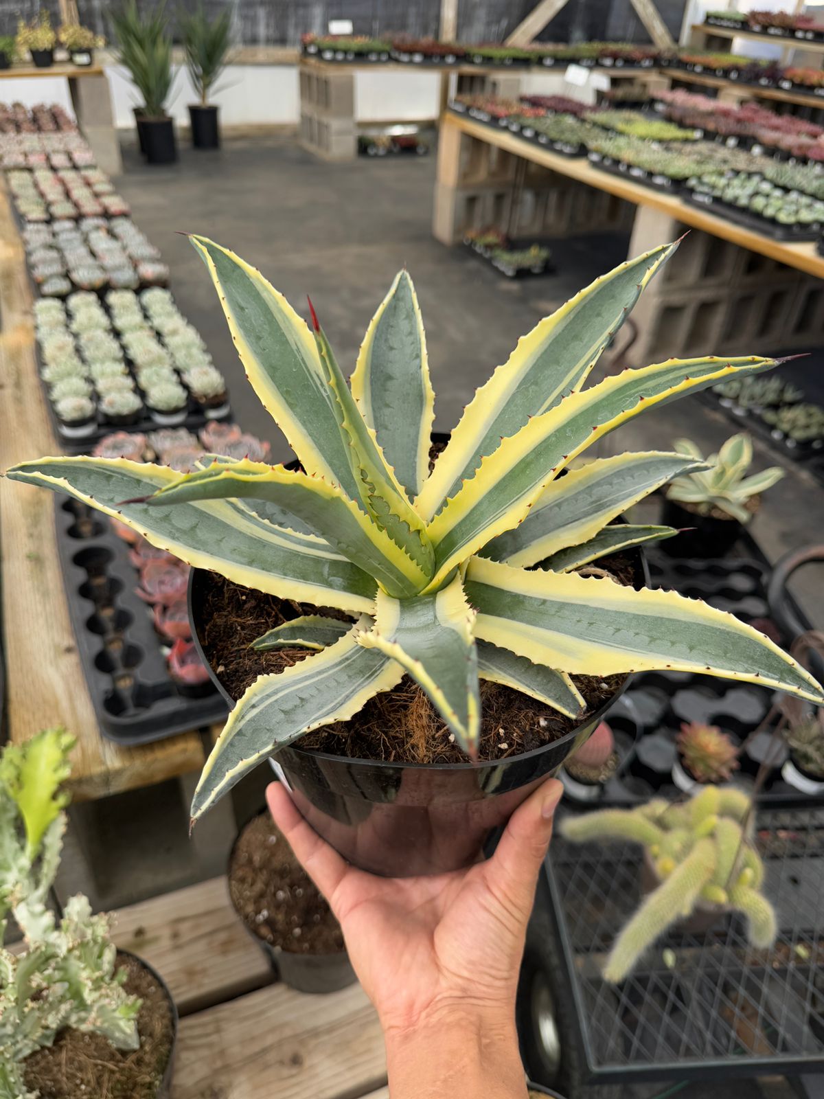 Agave cornelius starlight 8” – TiaJuanas Plants México
