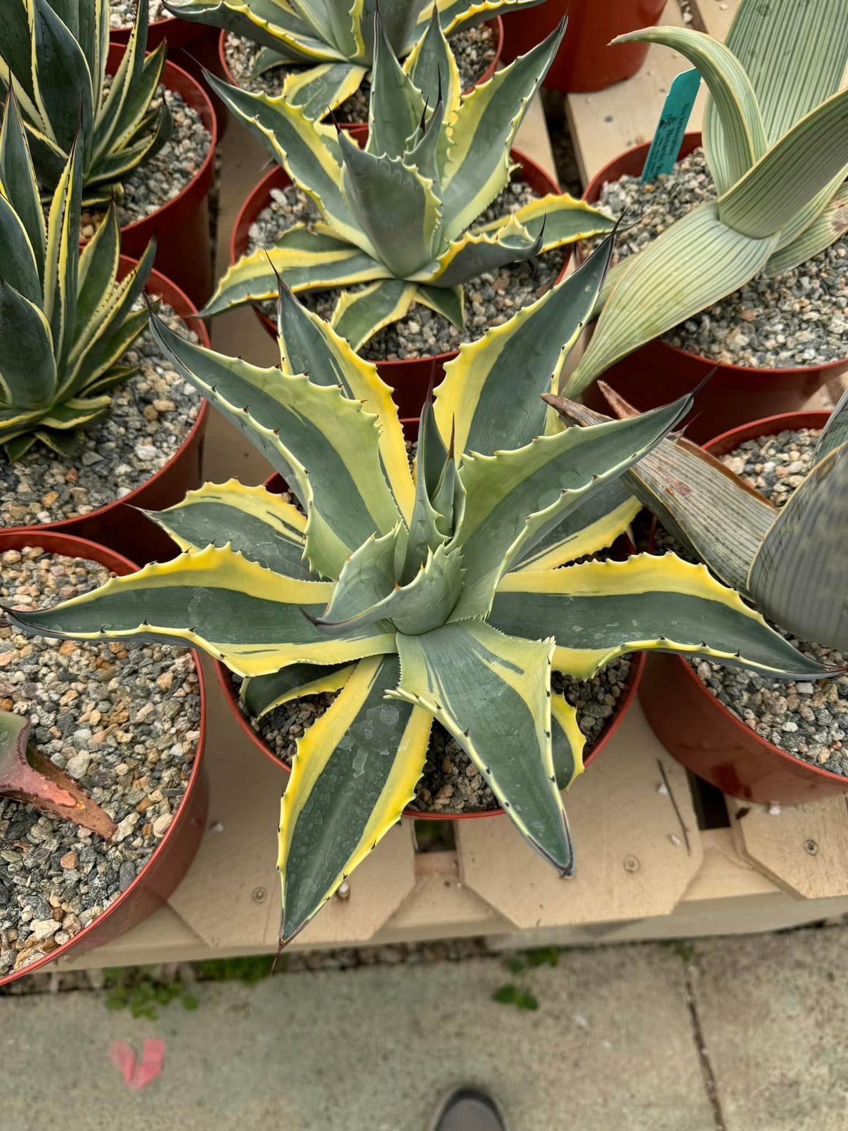 Agave ovatifolia ‘orca’ jumbo – TiaJuanas Plants México