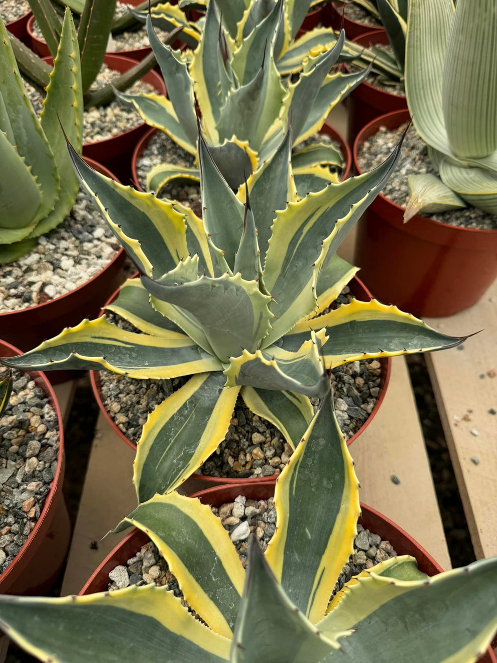 Agave ovatifolia ‘orca’ jumbo – TiaJuanas Plants México