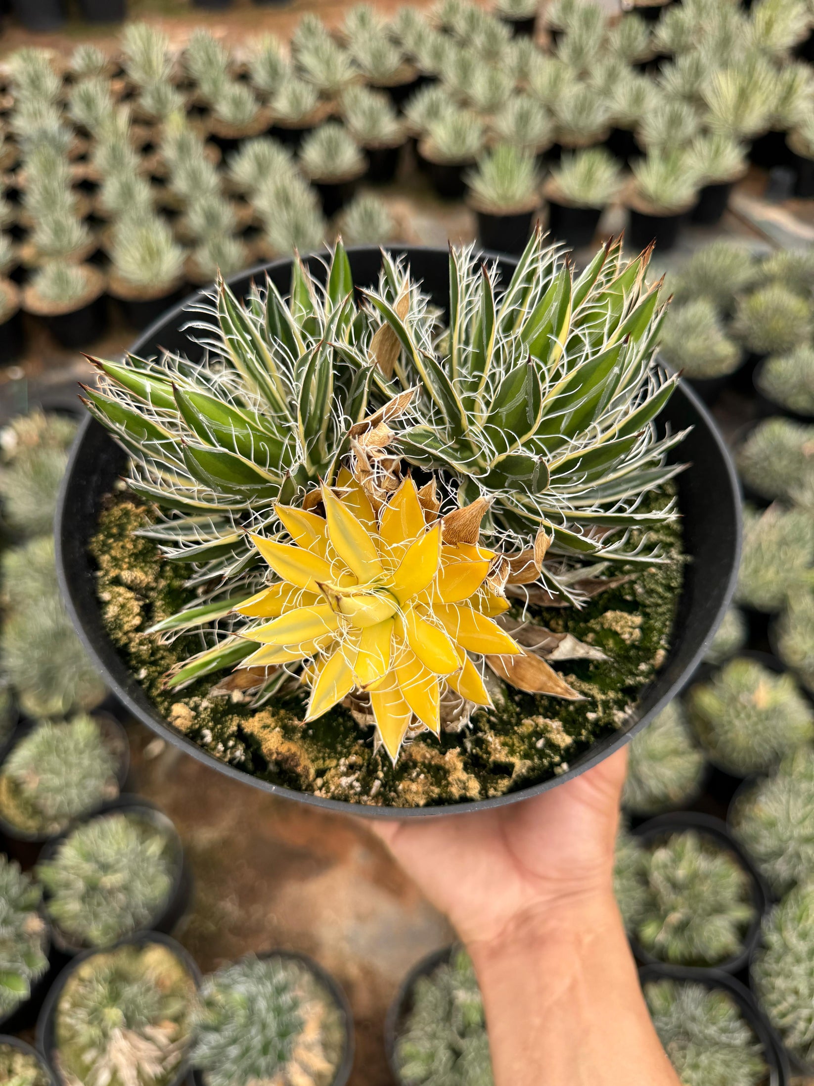 Agave shira ito no ohi cluster variegado – TiaJuanas Plants México