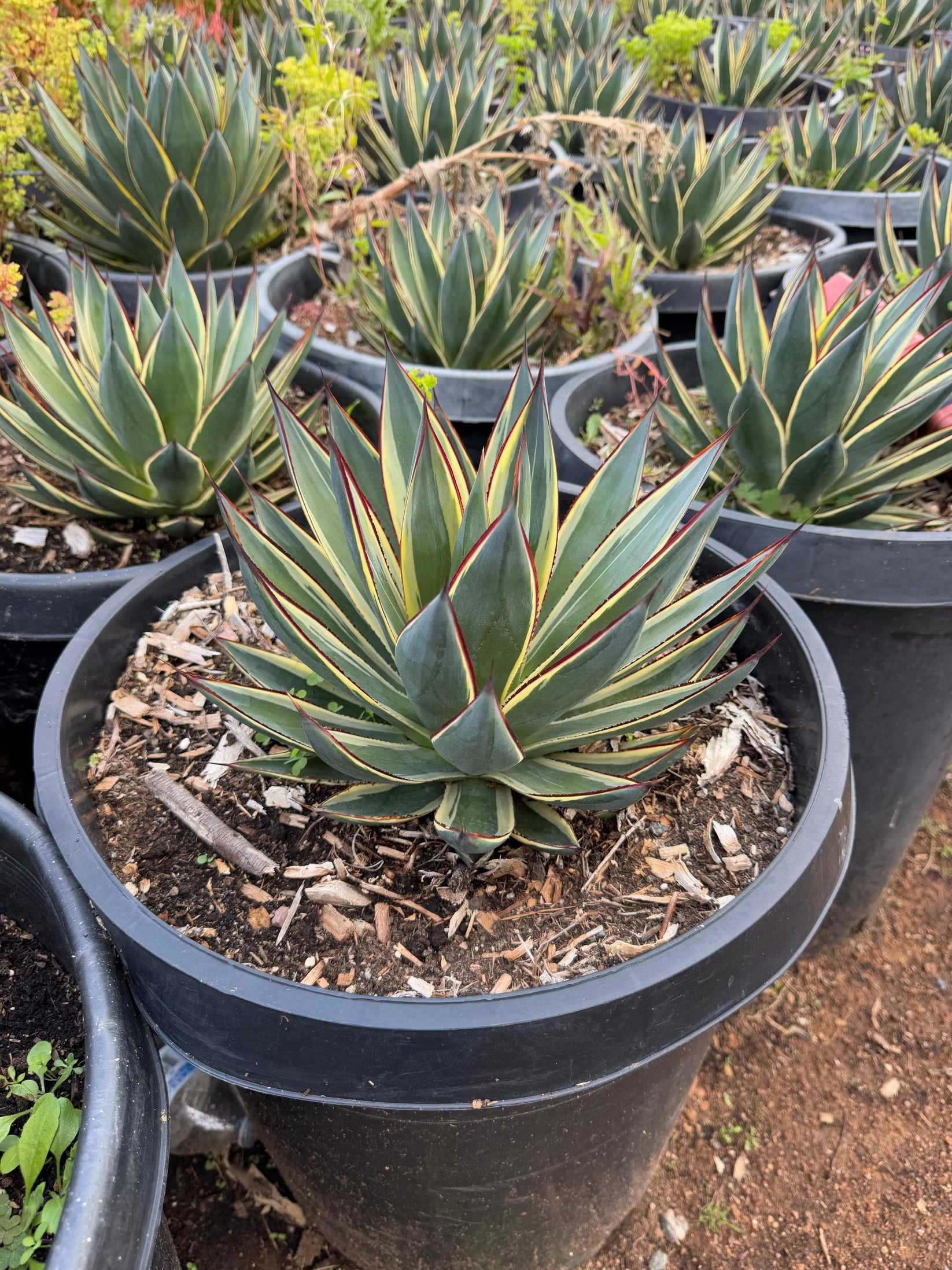 Agave sunglow jumbo – TiaJuanas Plants México