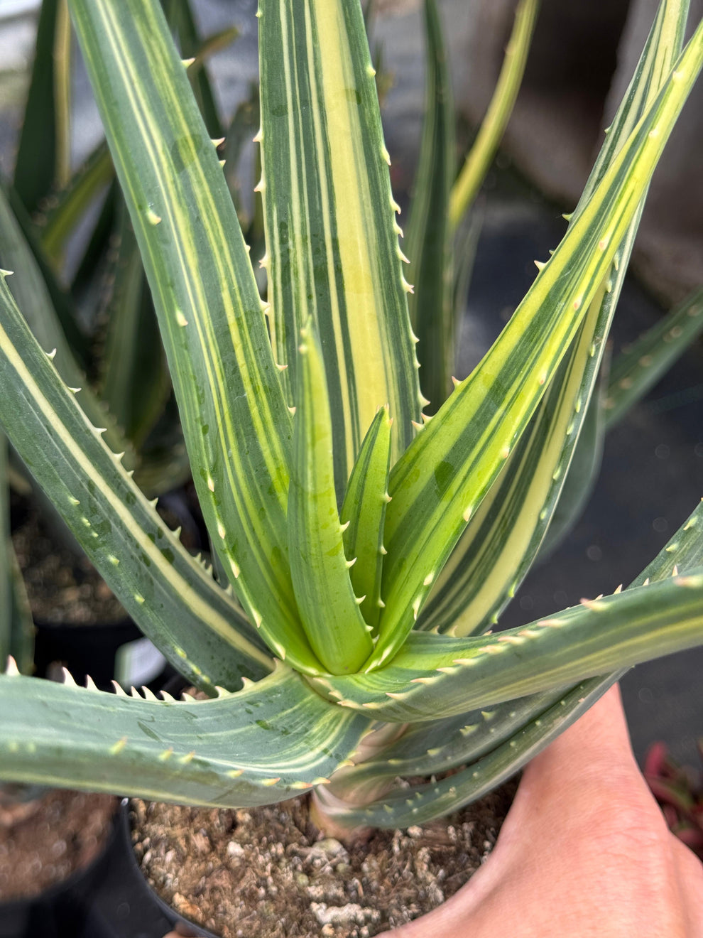 Aloe Hércules Variegado 4” – TiaJuanas Plants México