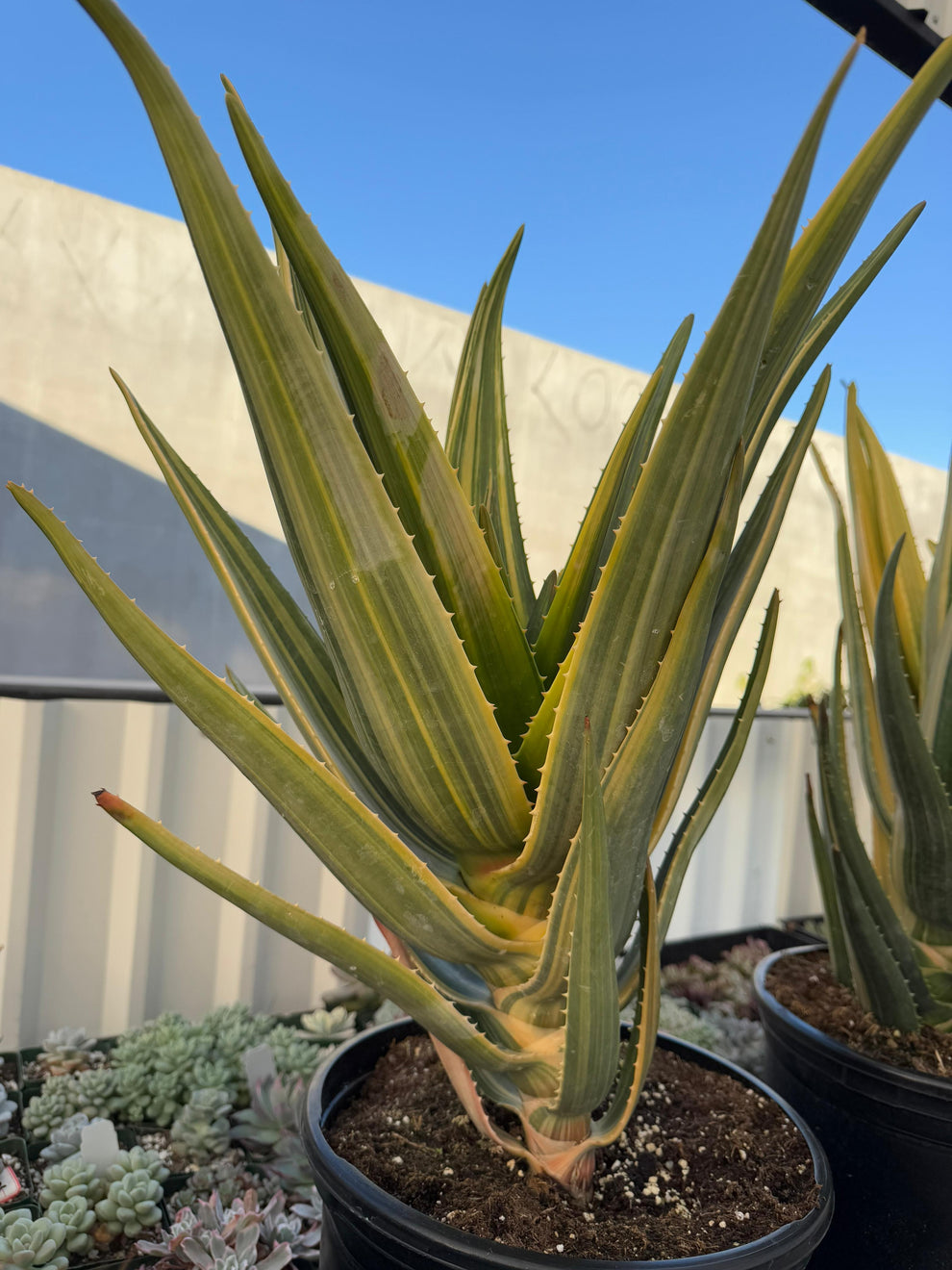 Aloe Hércules súper jumbo variegado – TiaJuanas Plants México