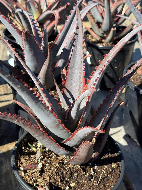 Aloe divaricata ‘Diablo’ – TiaJuanas Plants México