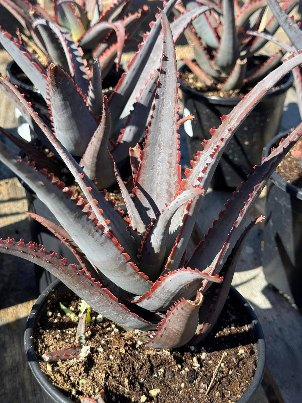 Aloe divaricata ‘Diablo’ – TiaJuanas Plants México