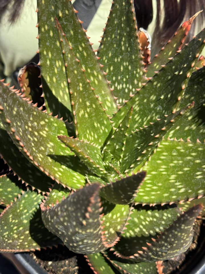 Aloe apache jumbo – TiaJuanas Plants México