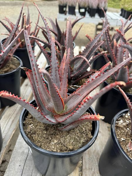 Productos – Page 10 – TiaJuanas Plants México