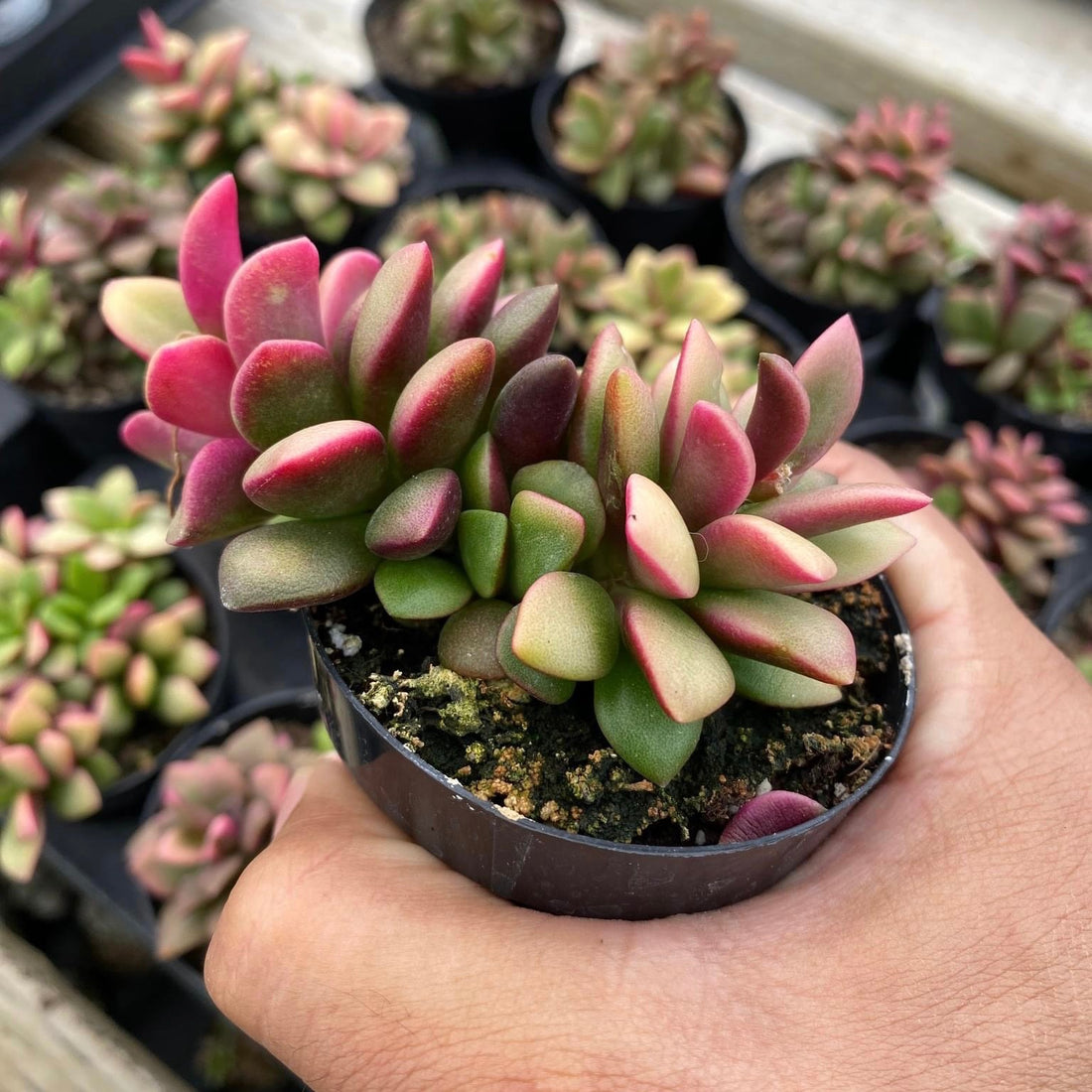 Anacampseros – TiaJuanas Plants México