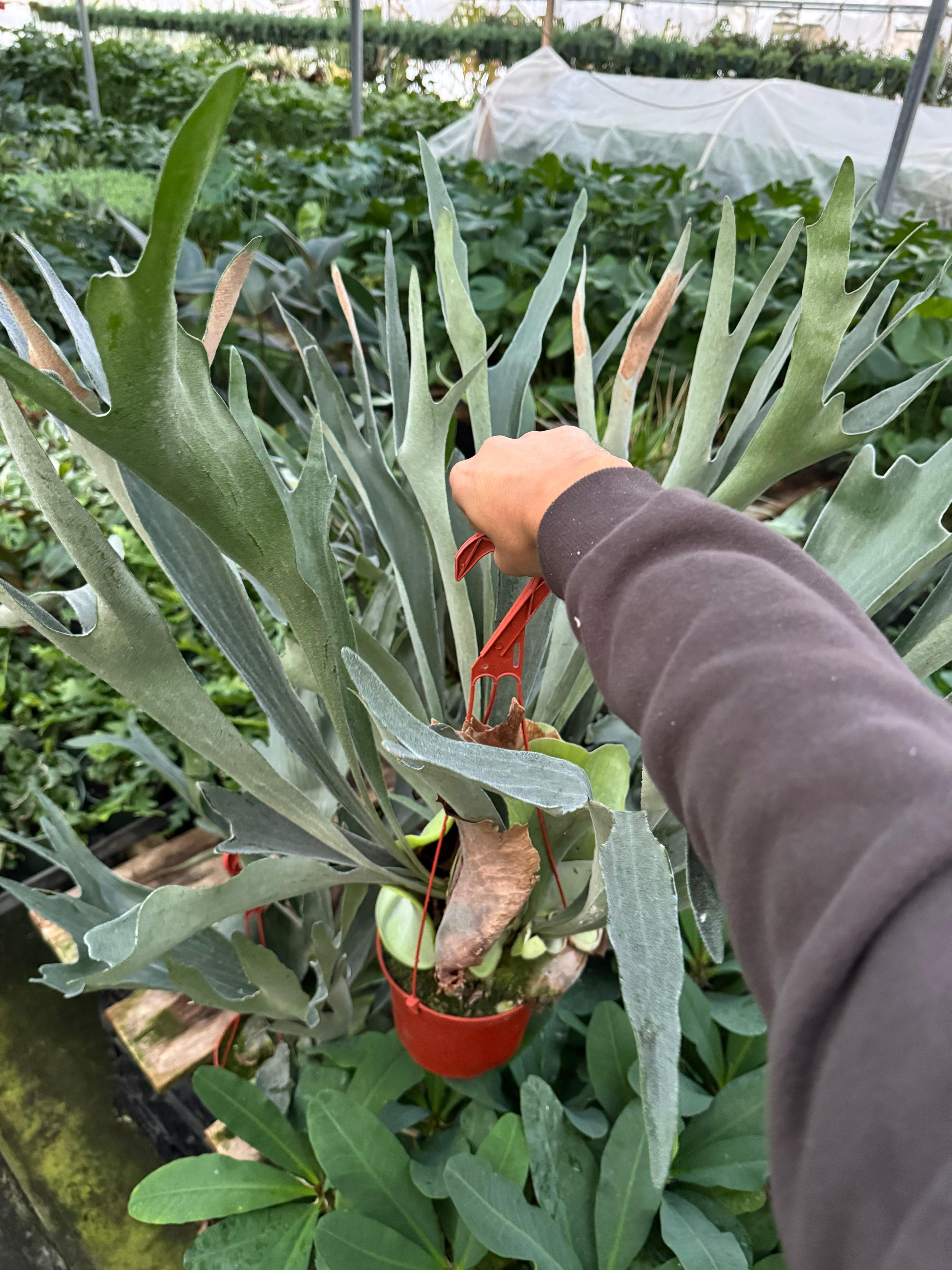 Cuerno de alce [Platycerium bifurcatum] – TiaJuanas Plants México