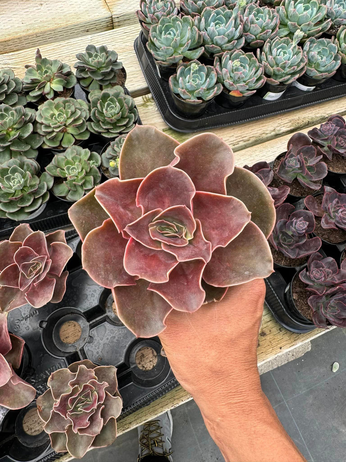 Echeveria fireglow – TiaJuanas Plants México