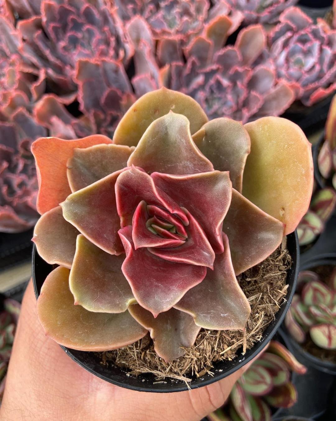 Echeveria fireglow – TiaJuanas Plants México