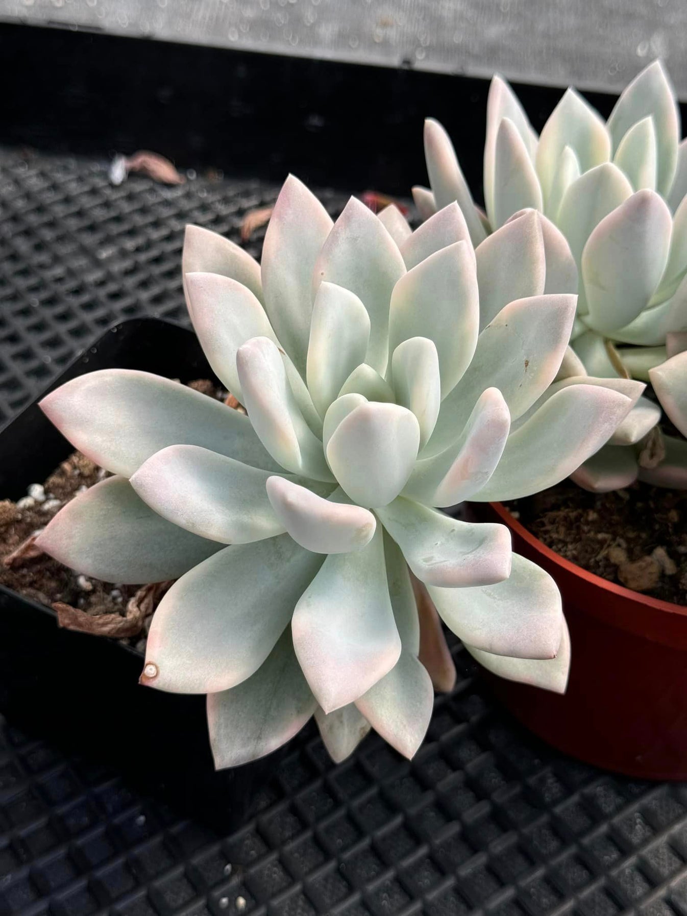 Graptoveria opalina Variegada – TiaJuanas Plants México