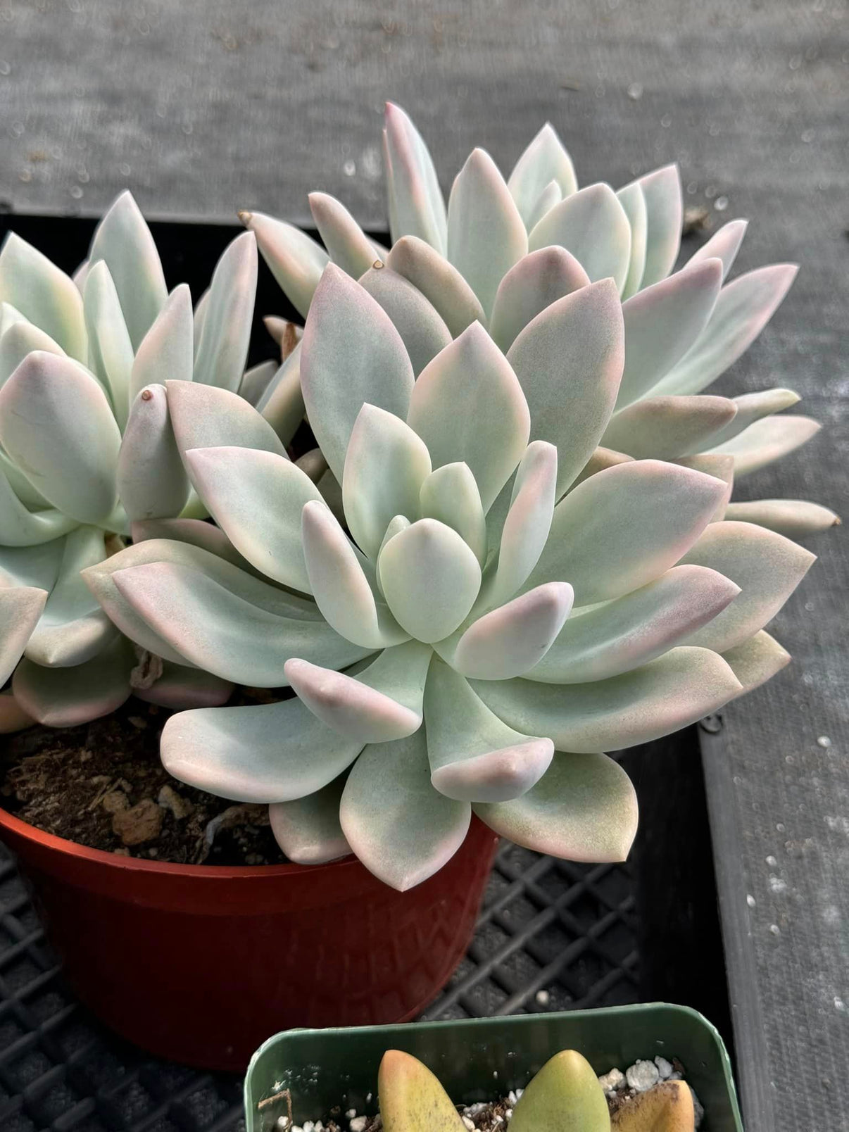 Graptoveria opalina Variegada – TiaJuanas Plants México