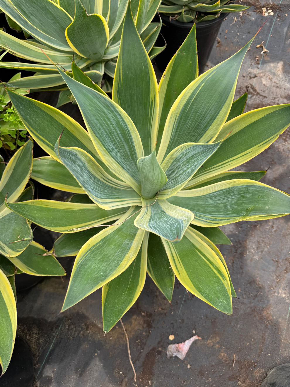 Agave blue flame variegado – TiaJuanas Plants México