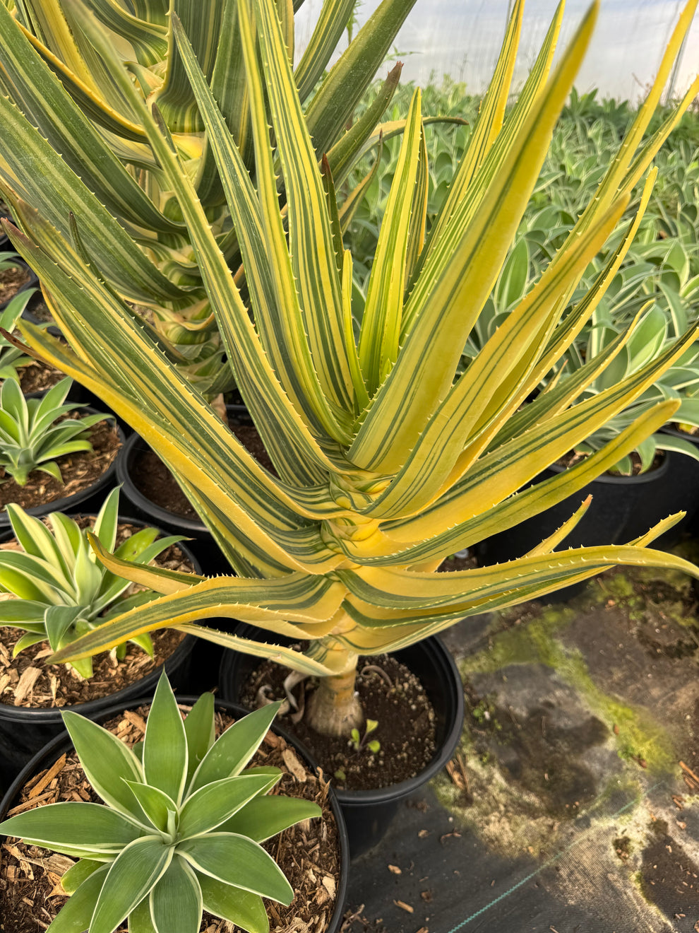 Aloe Hércules variegado Jumbo – TiaJuanas Plants México