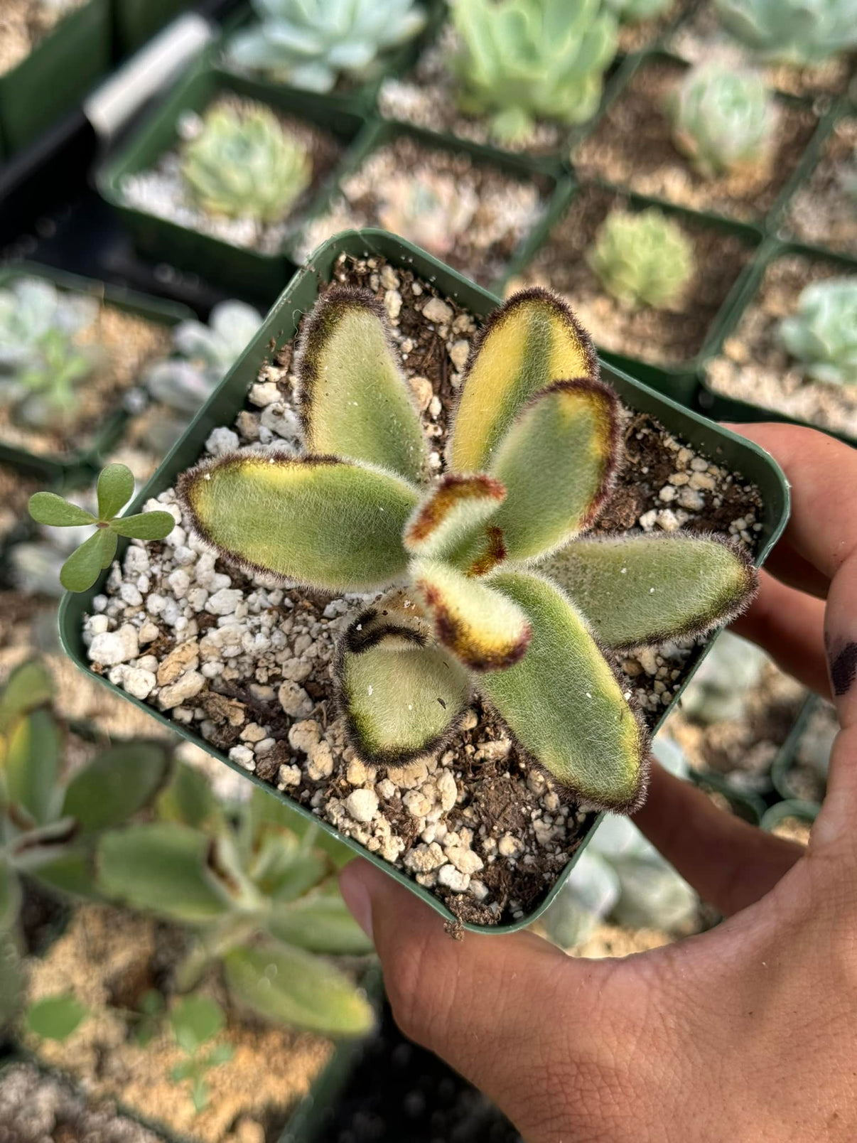 Kalanchoe tomentosa variegado – TiaJuanas Plants México