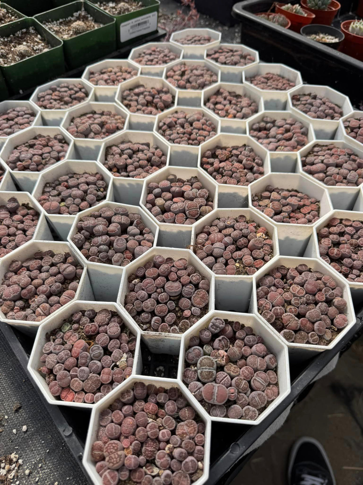 Lithops salicola ‘bacchus’ cluster – TiaJuanas Plants México