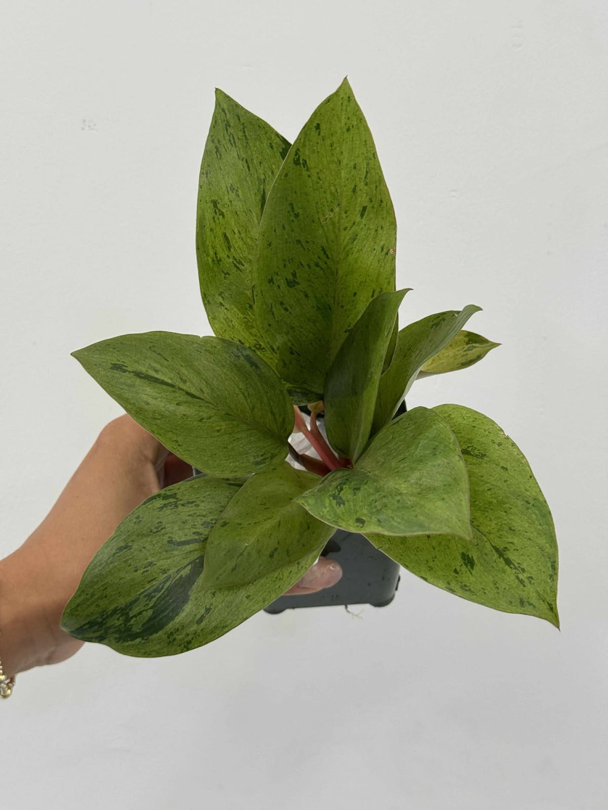Philodendron red congo dwarf – TiaJuanas Plants México