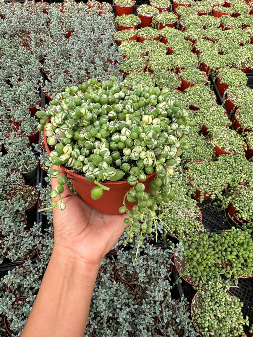 Rosario variegado – TiaJuanas Plants México