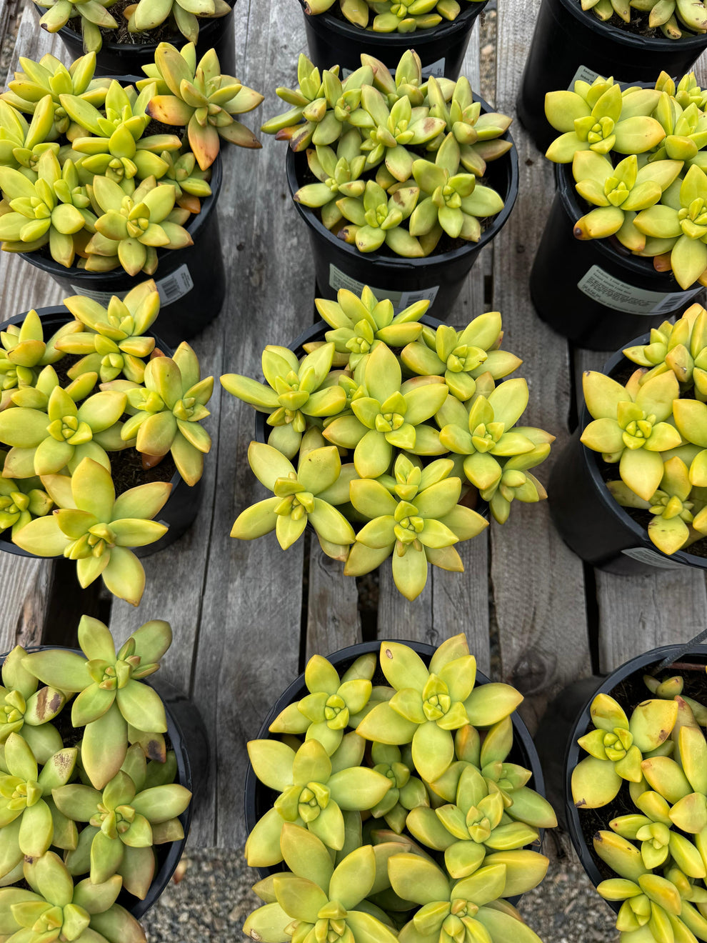 Sedum lime gold – TiaJuanas Plants México