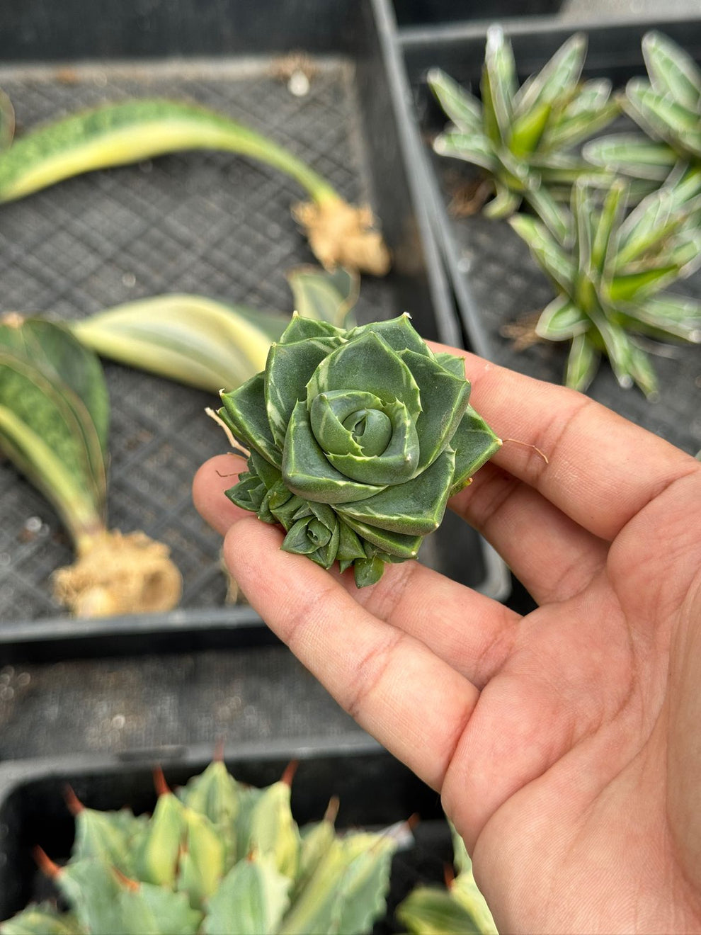 Agave pixie ‘tinkerbell’ – TiaJuanas Plants México