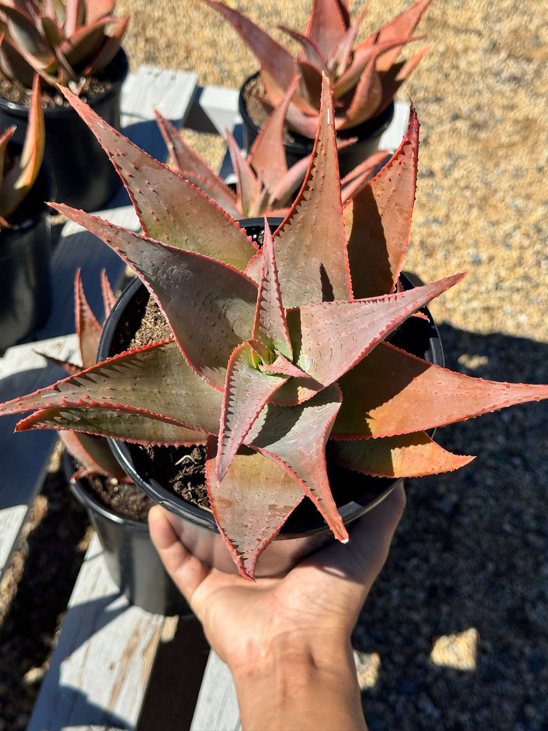 Todo tipo de Plantas Suculentas – TiaJuanas Plants México