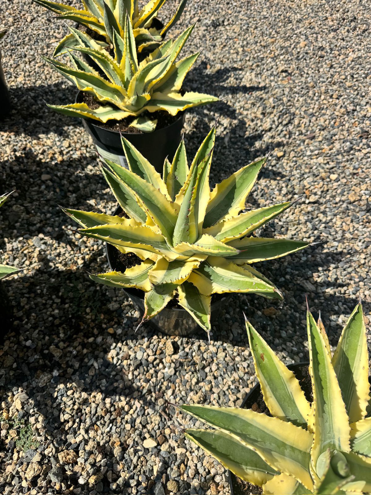 Todo tipo de Plantas Suculentas – TiaJuanas Plants México