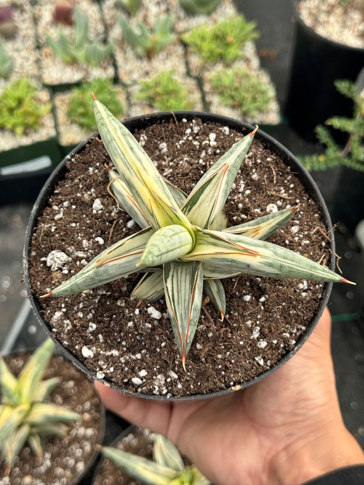 Sansevieria blue clone variegada – TiaJuanas Plants México
