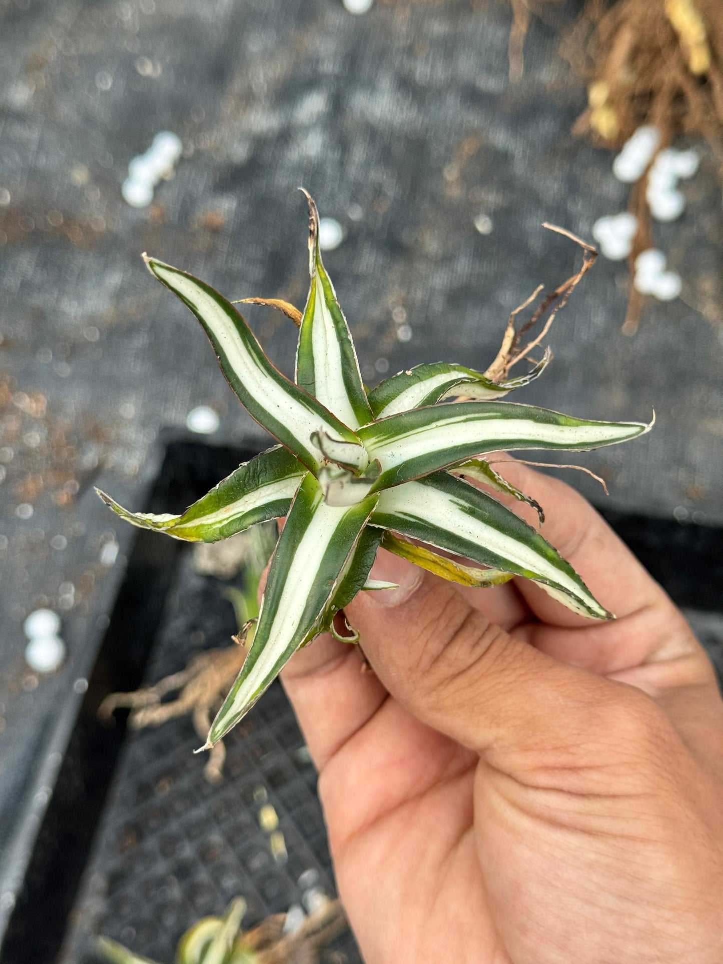 Agave Victoria reginae mediopicta alba – TiaJuanas Plants México
