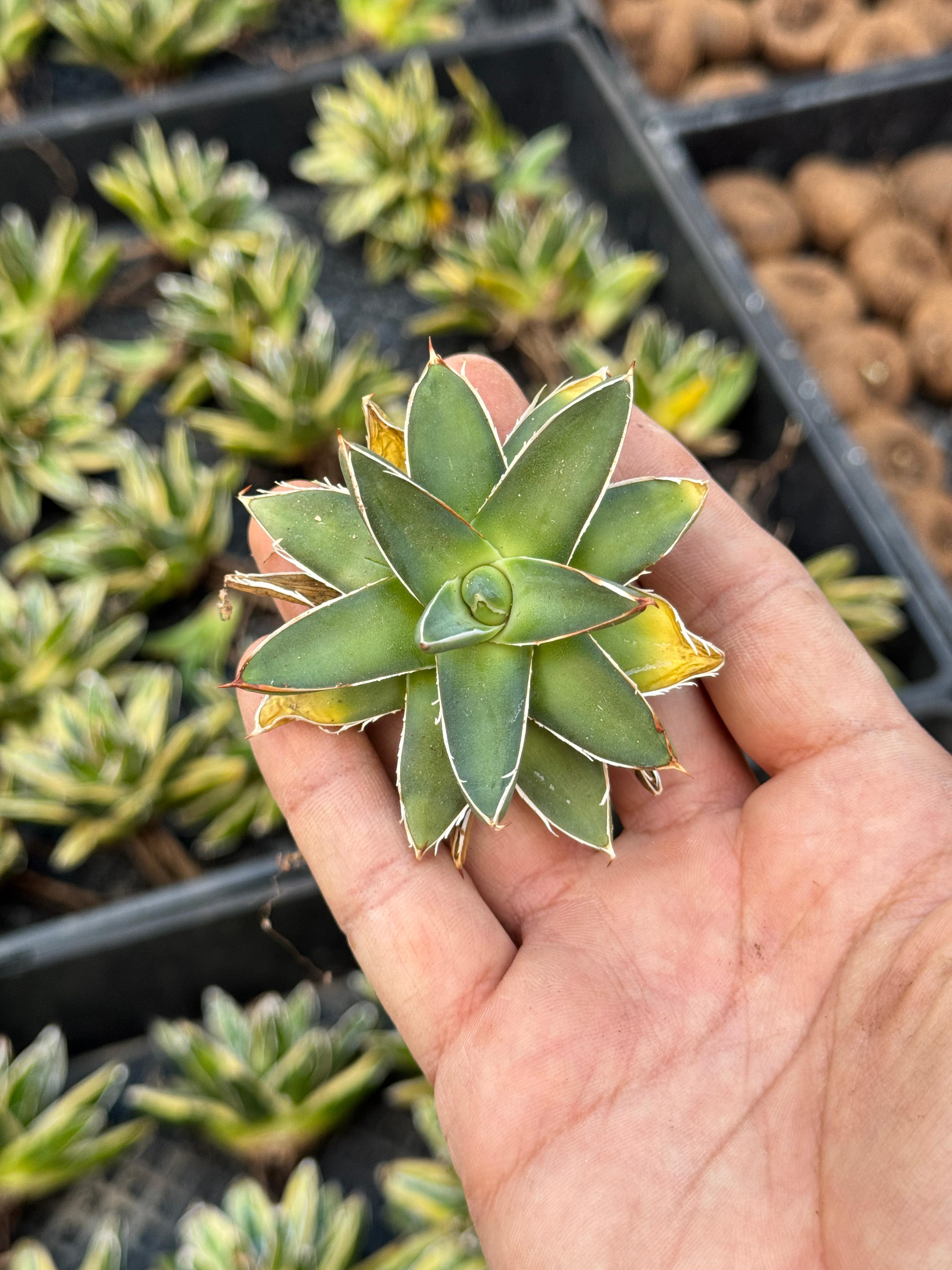 Agave filifera f. Compacta – TiaJuanas Plants México