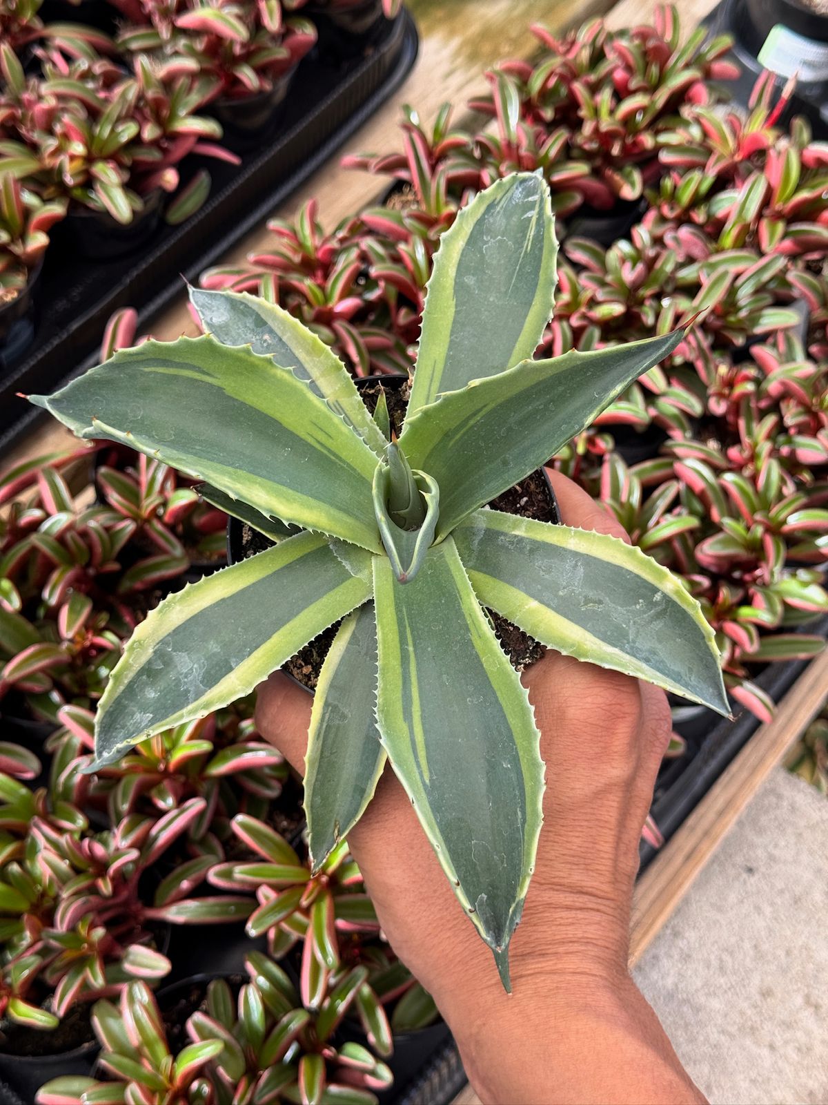 Agave ovatifolia 'Orca' Variegado – TiaJuanas Plants México